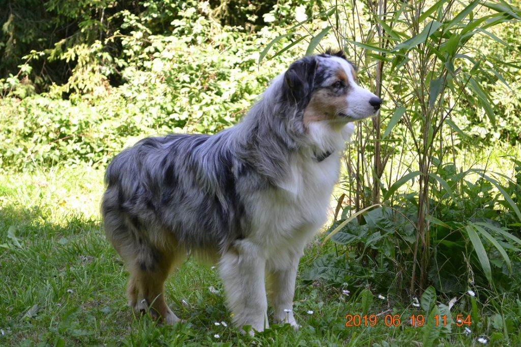 Chien - Ooper De L'Emeraude D'Elektra - Elevage De La Forêt De L ...